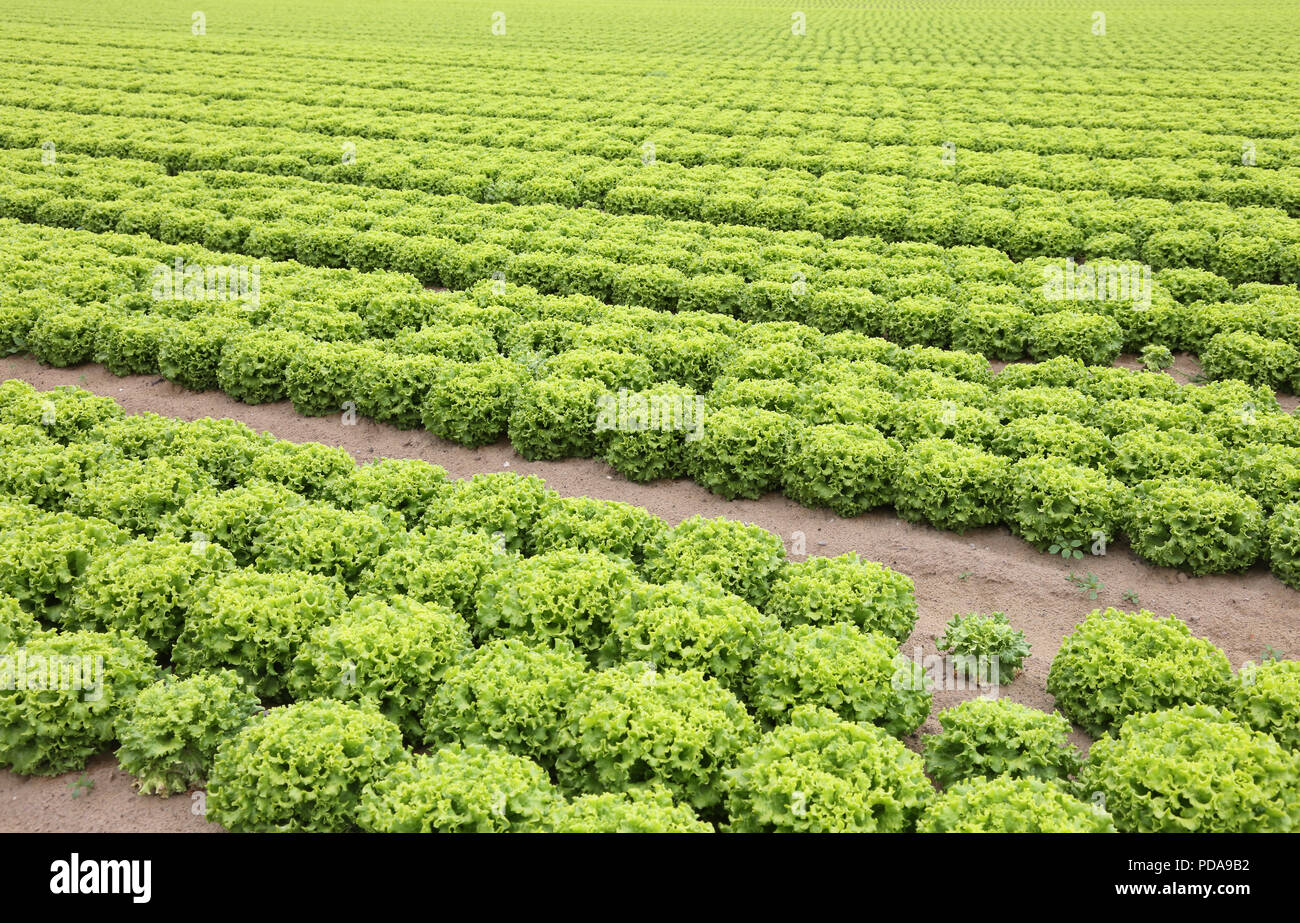 field of green lettuce grown in the plains Stock Photo - Alamy