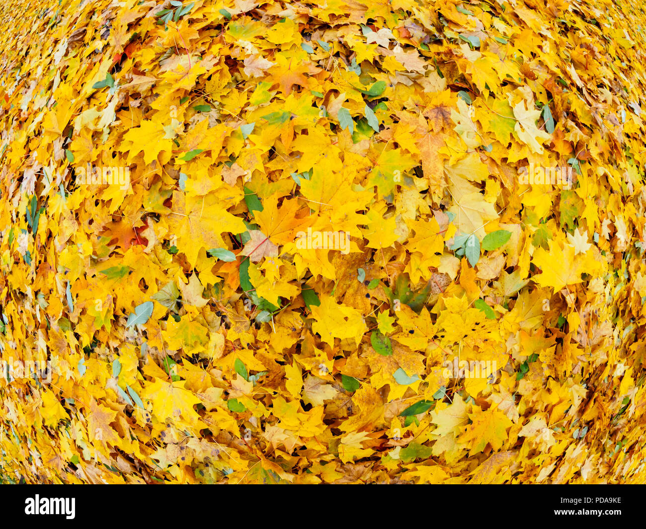 Autumn background with yellow fall foliage Stock Photo - Alamy