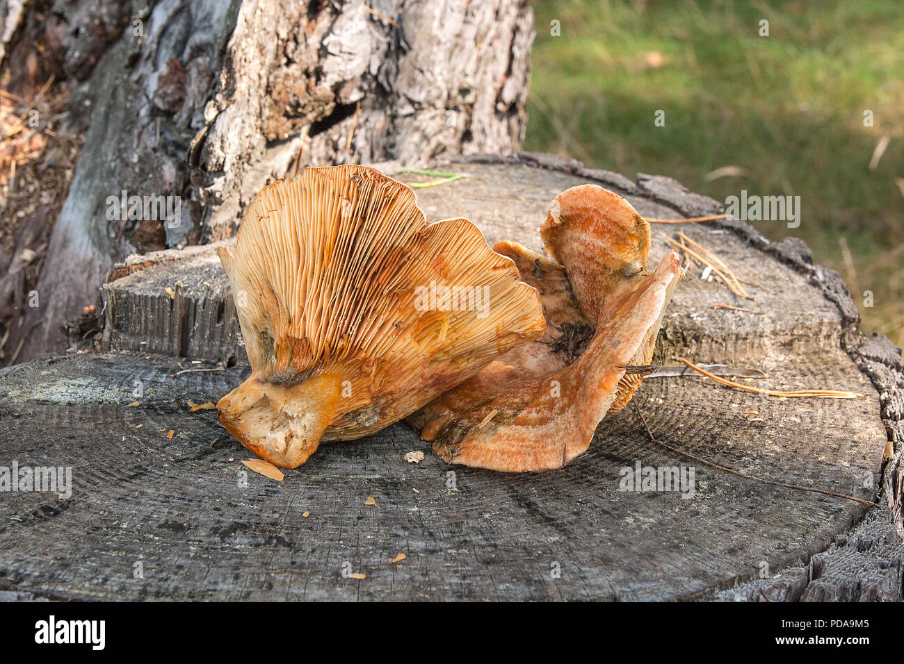 Harvested at autumn amazing edible mushrooms Saffron Milk Cap known as ...