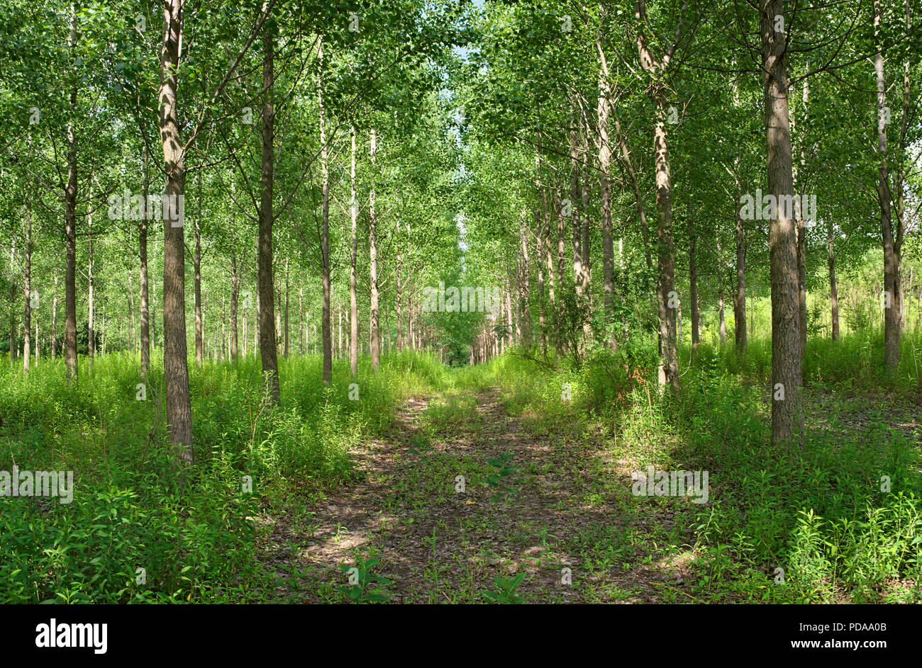 Forest hiking road with trees all around Stock Photo - Alamy