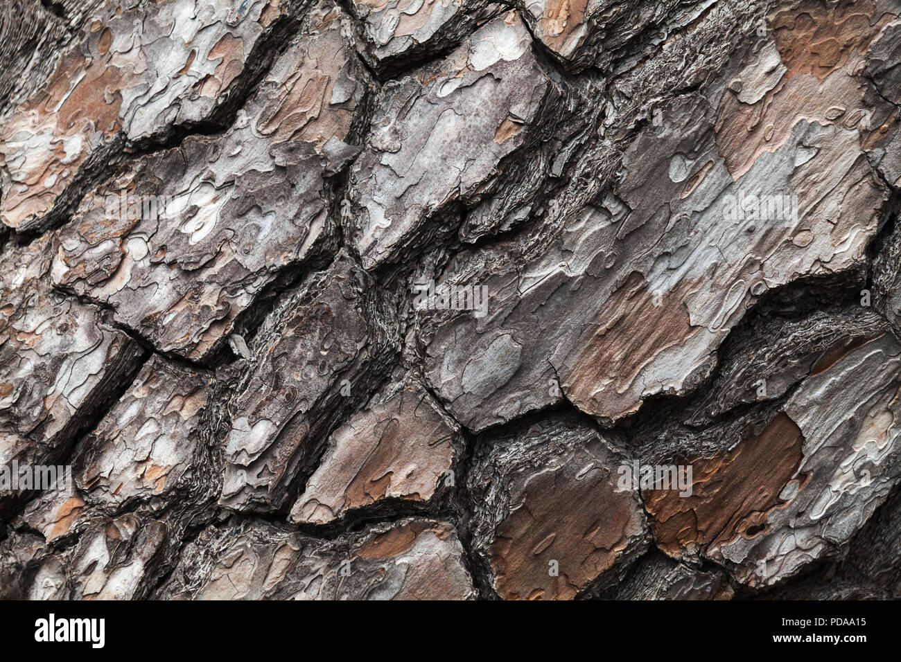 Pine tree bark close-up, background photo texture Stock Photo - Alamy