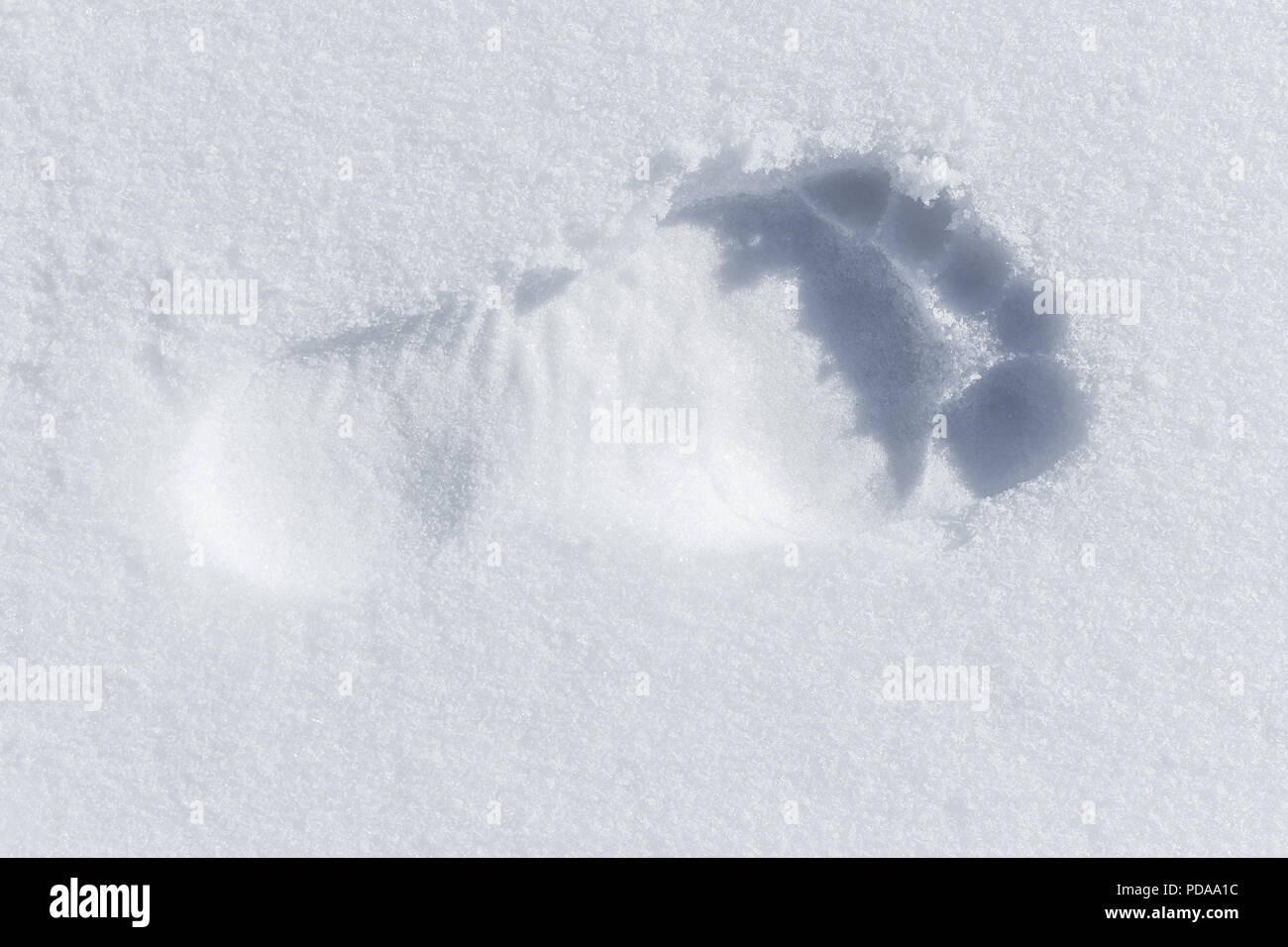Single Footprint In Snow High Resolution Stock Photography and Images ...