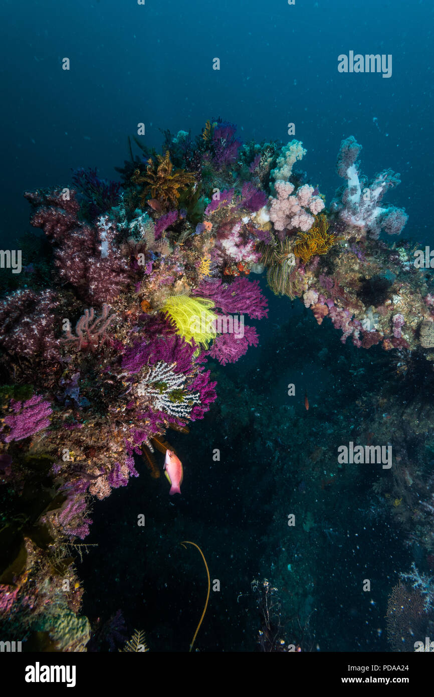 The artificial fish reef point covered with colorful soft coral. -20m ...