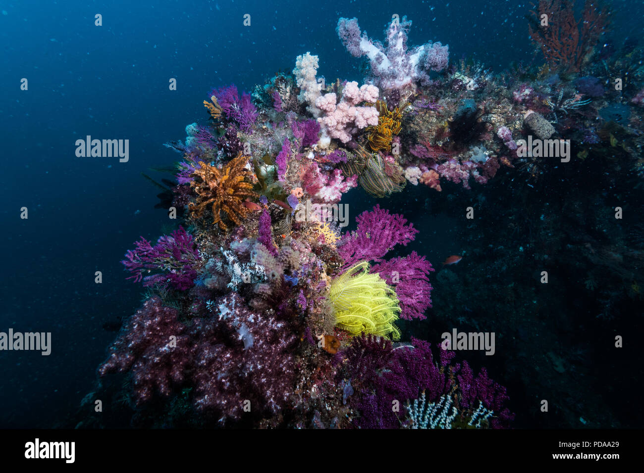 The artificial fish reef point covered with colorful soft coral. -20m ...