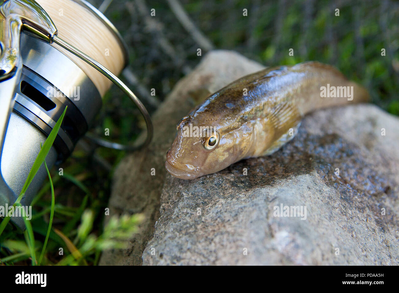 Freshwater bullhead fish or round goby fish known as Neogobius ...