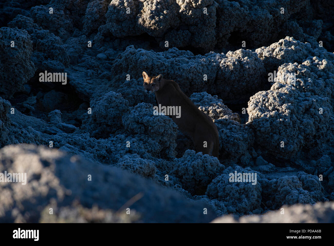 Wild adult female Patagonian Puma on calcium rock formations near lake ...