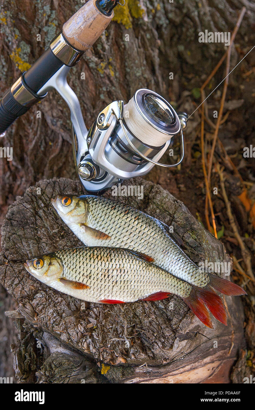 Close up view of two freshwater common rudd fish known as scardinius ...
