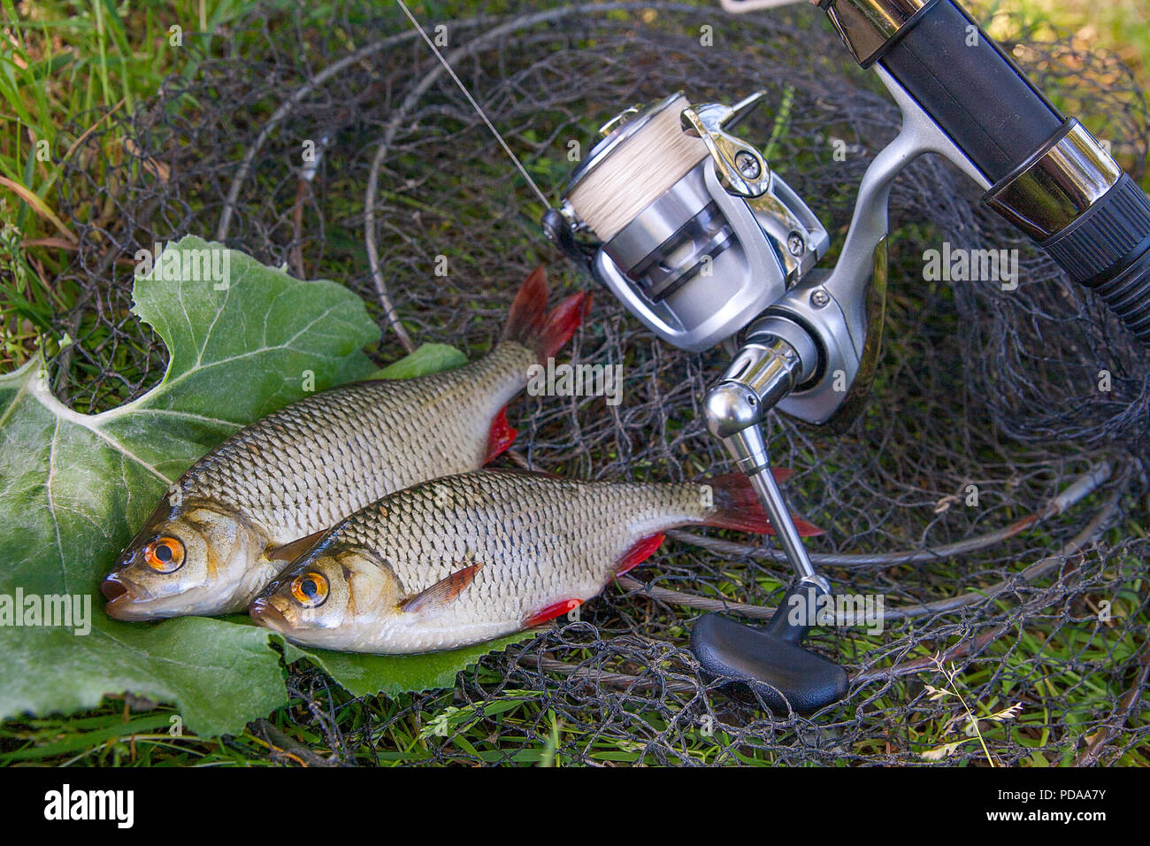 Close up view of two freshwater common rudd fish known as scardinius ...