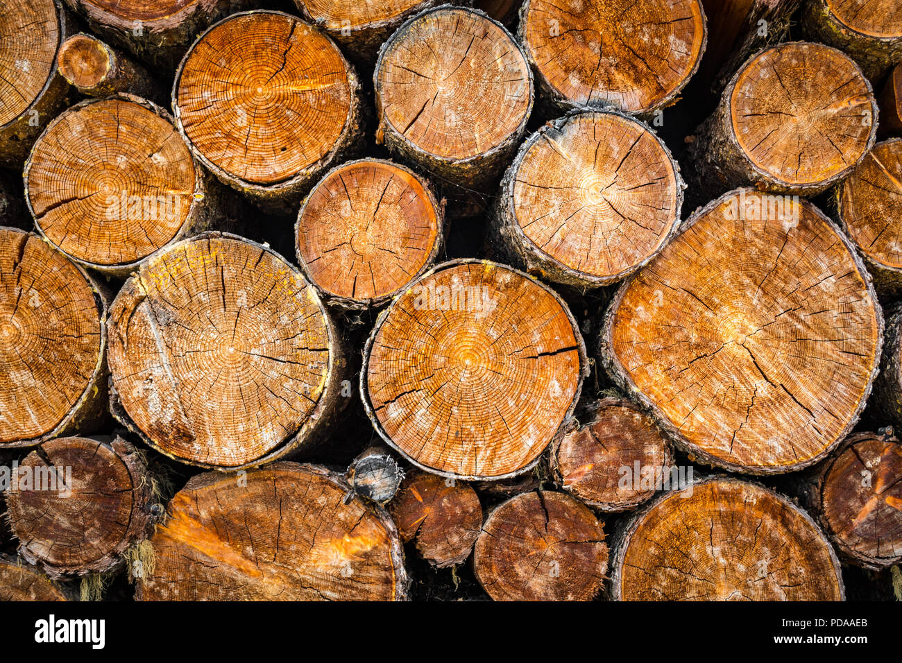 Wooden logs texture: stack of abandoned wooden logs with cobwebs, dust ...