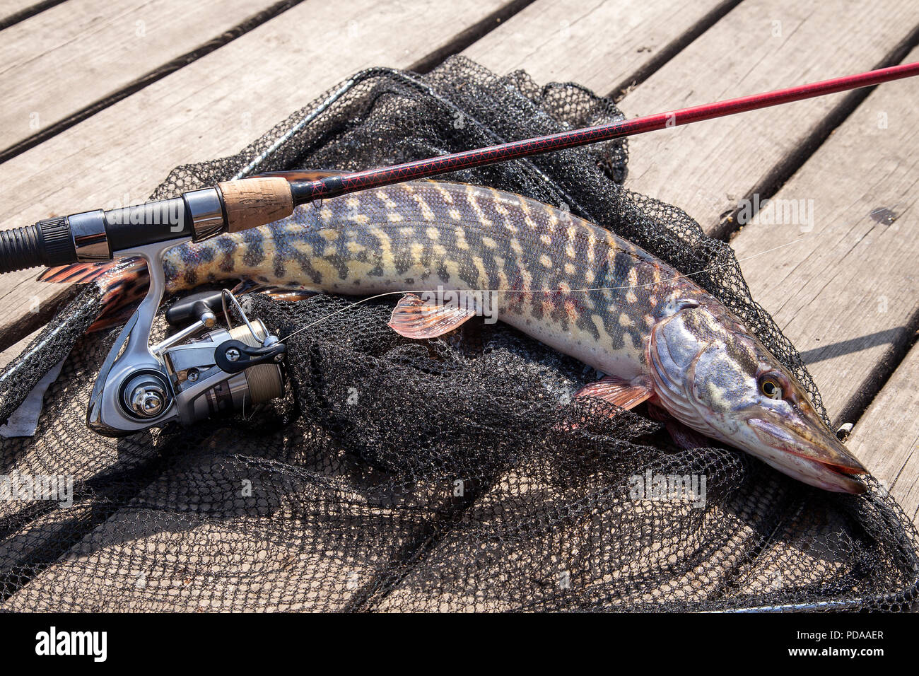 Freshwater Northern pike fish know as Esox Lucius and fishing rod with ...