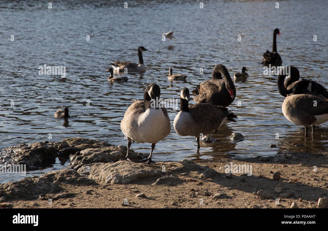 Many gooose hi-res stock photography and images - Alamy