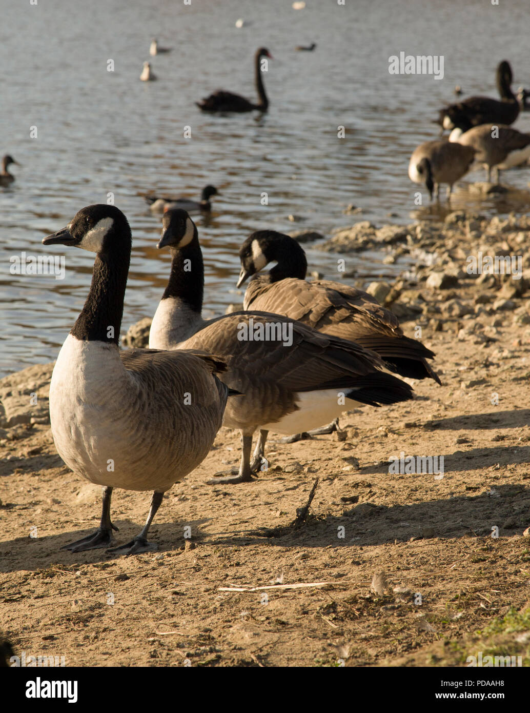 Many gooose hi-res stock photography and images - Alamy