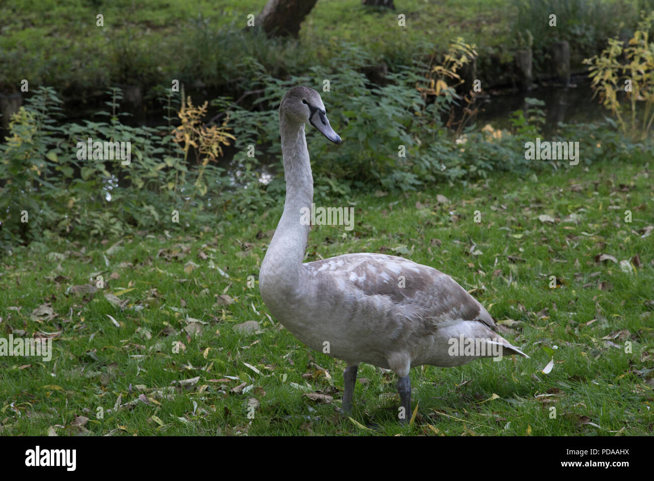 Standing Cygnet or Large Baby Swan Stock Photo - Alamy