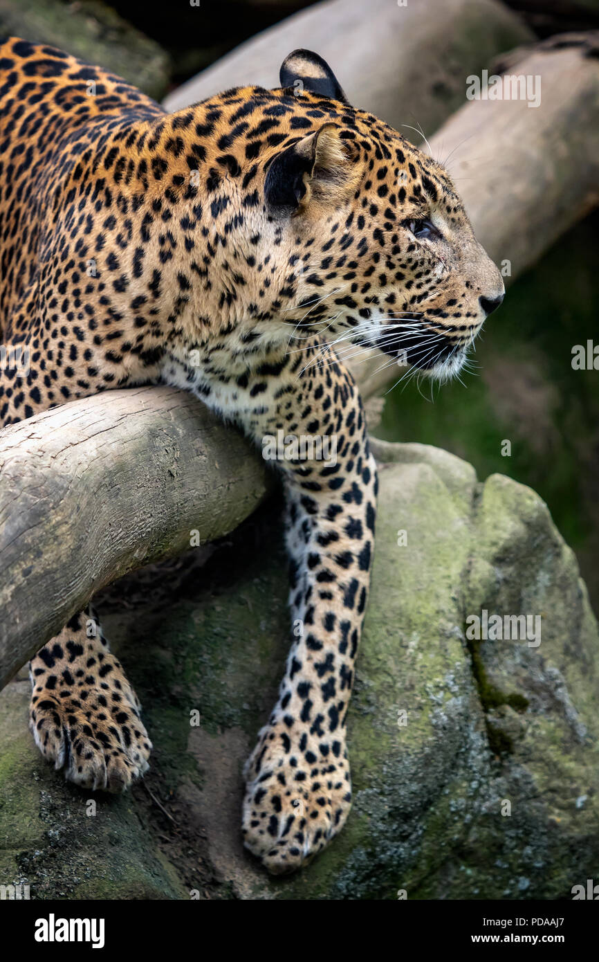 Ceylon leopard, Panthera pardus kotiya, Big spotted cat Stock Photo - Alamy