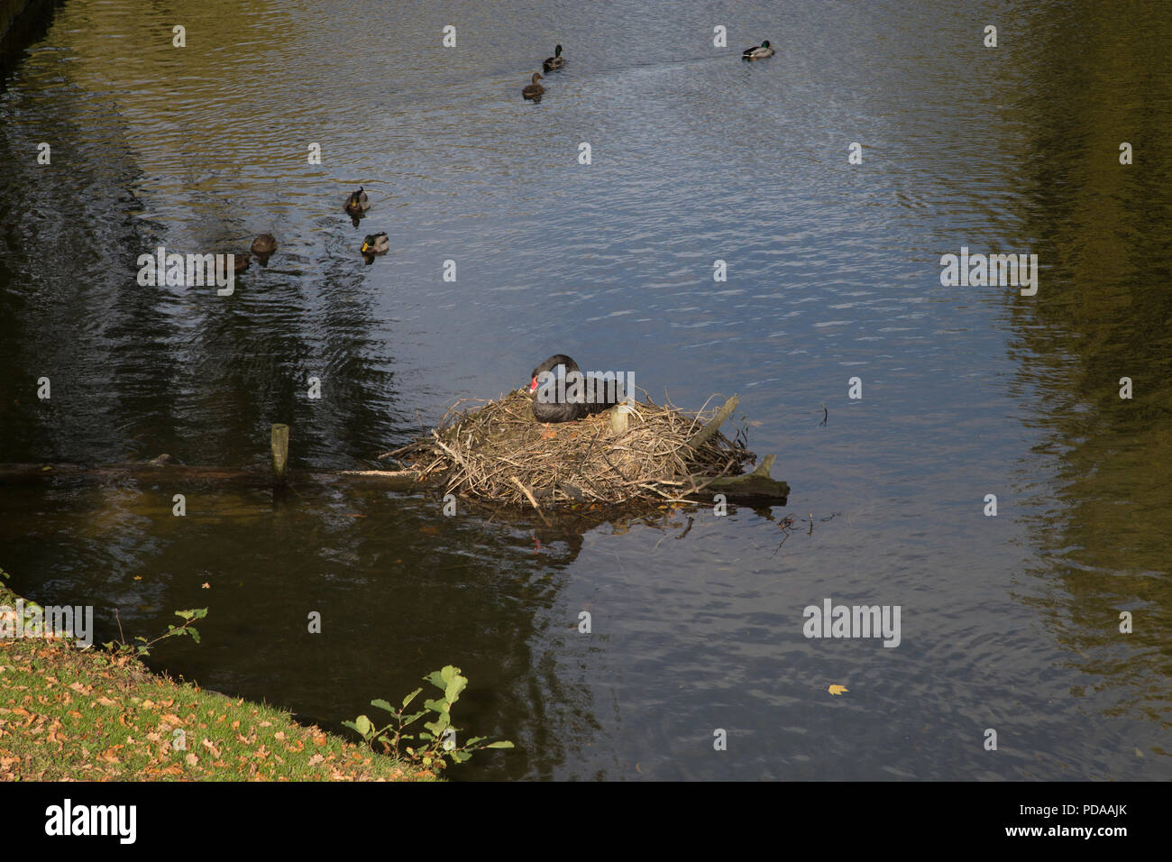 Black swan nesting Stock Photo - Alamy