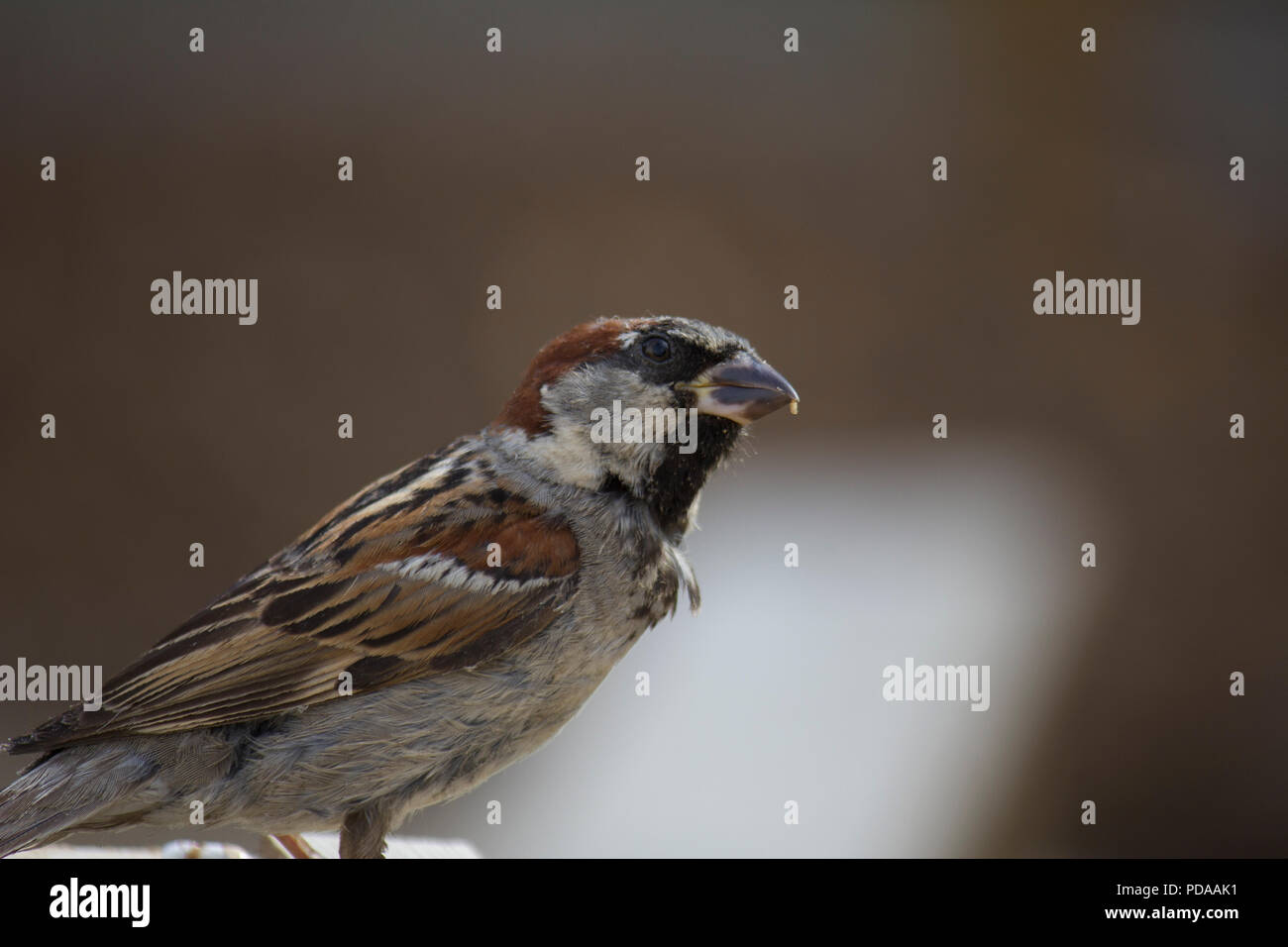 Single sparrow hi-res stock photography and images - Alamy
