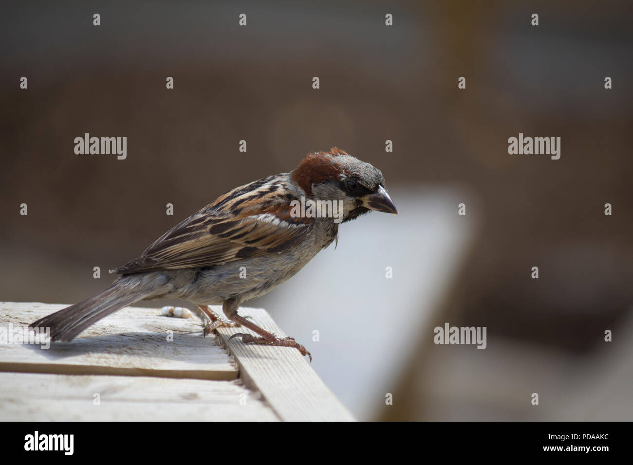 Single sparrow hi-res stock photography and images - Alamy