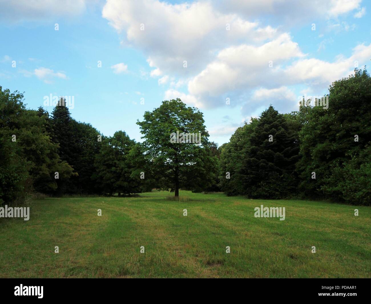 Glade old oak tree hi-res stock photography and images - Alamy