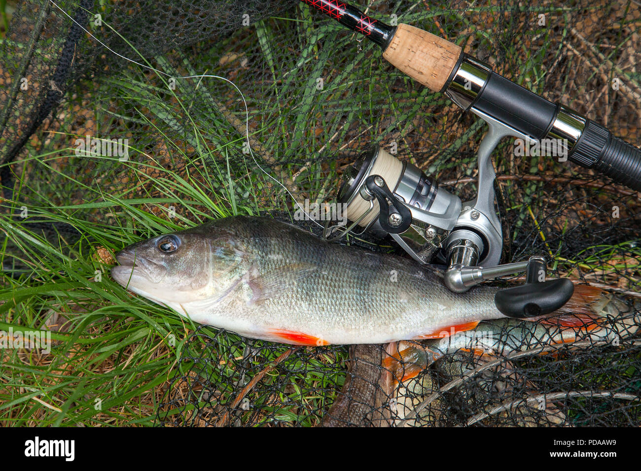 Freshwater perch and fishing rod with reel lying on landing net ...