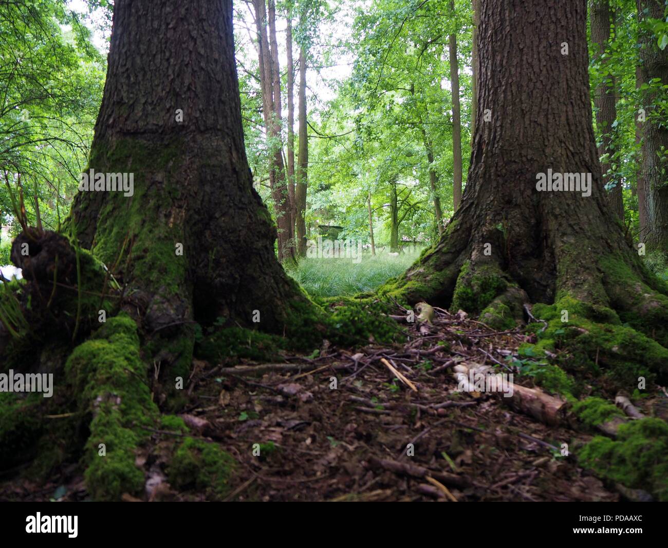 Forste hi-res stock photography and images - Alamy