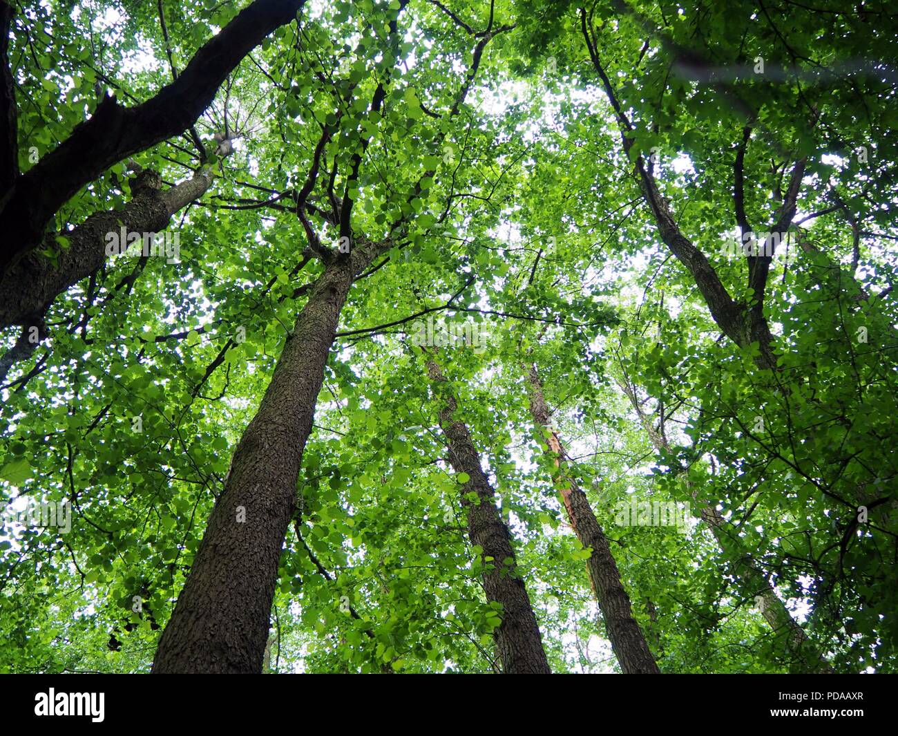 Tree trunks in a green forste with a wild lake in the background Stock ...