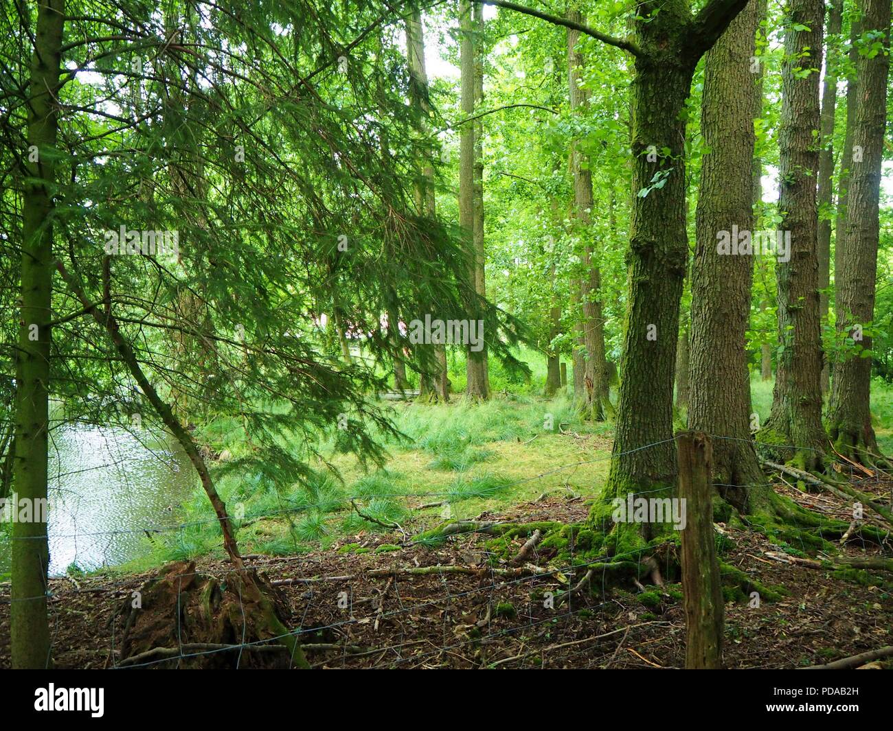 Forste hi-res stock photography and images - Alamy