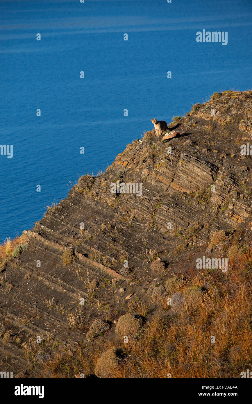 Patagonian Puma Cub resting on clifftop close to the shores of Lake ...