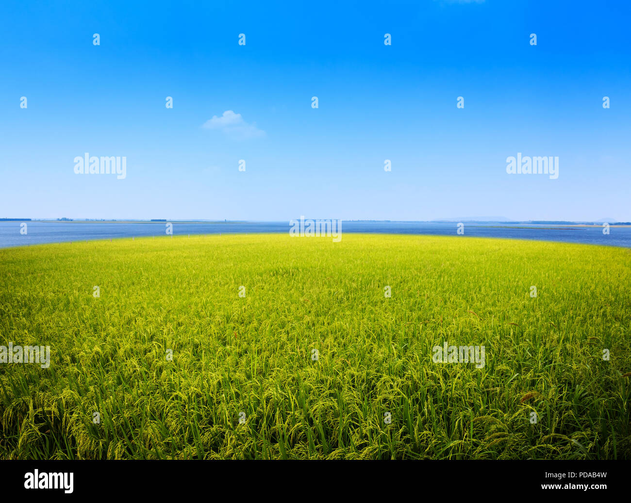 Rice field on lagoon Stock Photo - Alamy