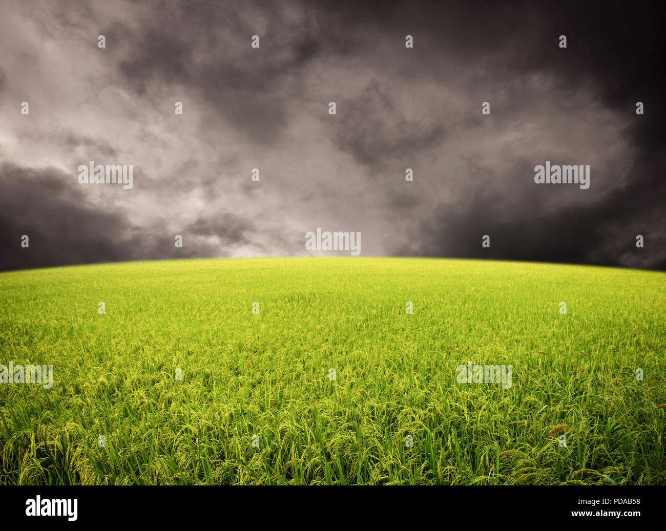 Rice field weather storm hi-res stock photography and images - Alamy