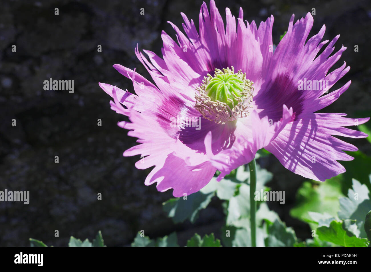 Fully open poppy hi-res stock photography and images - Alamy