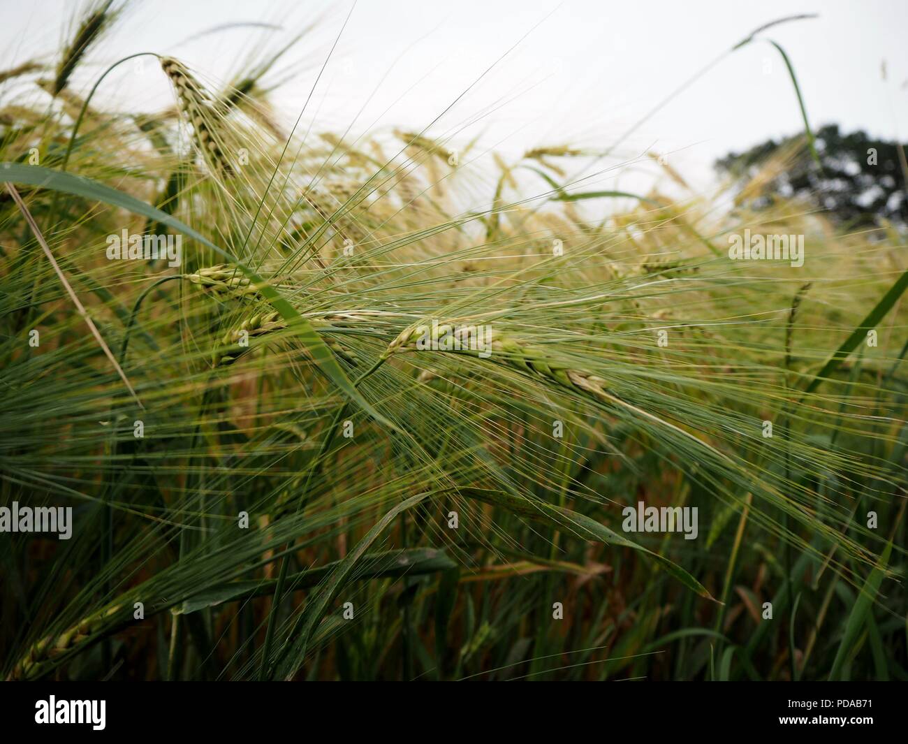 Beautiful barley oat field cereal hi-res stock photography and images ...