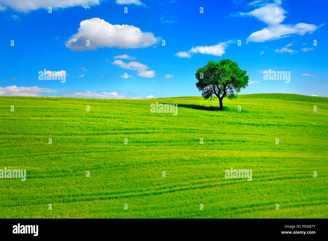 Impressive landscape,view with tree and hill,Tuscany,Italy Stock Photo ...