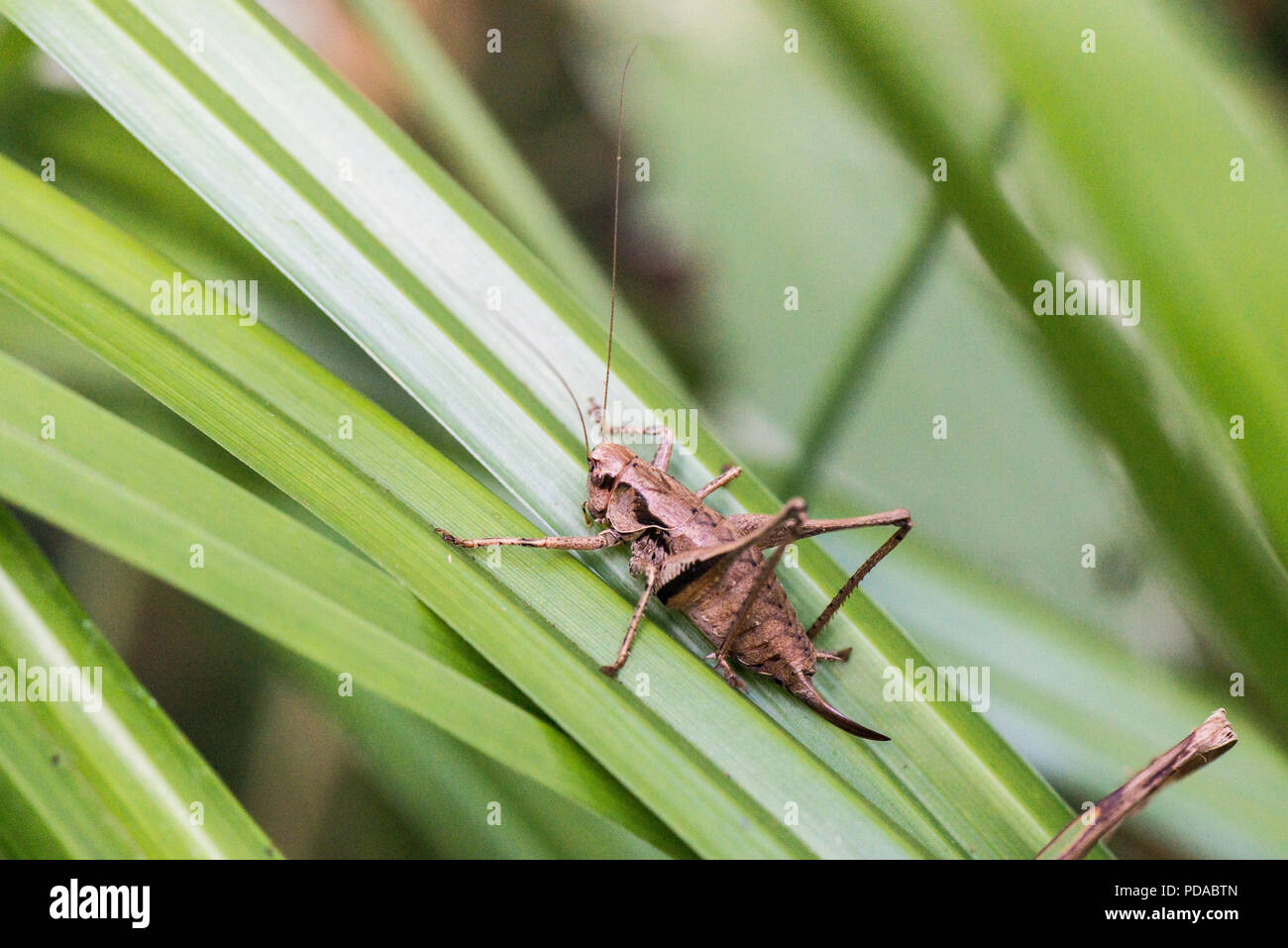 A female dark bush-cricket (Pholidoptera griseoaptera) on the leaves of ...