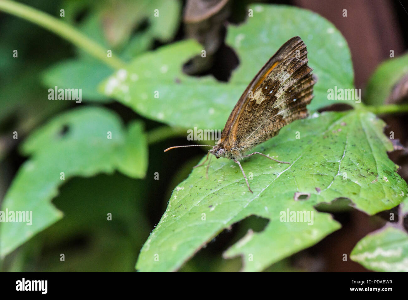 A gatekeeper or hedge brown butterfly (Pyronia tithonus) on a leaf with ...