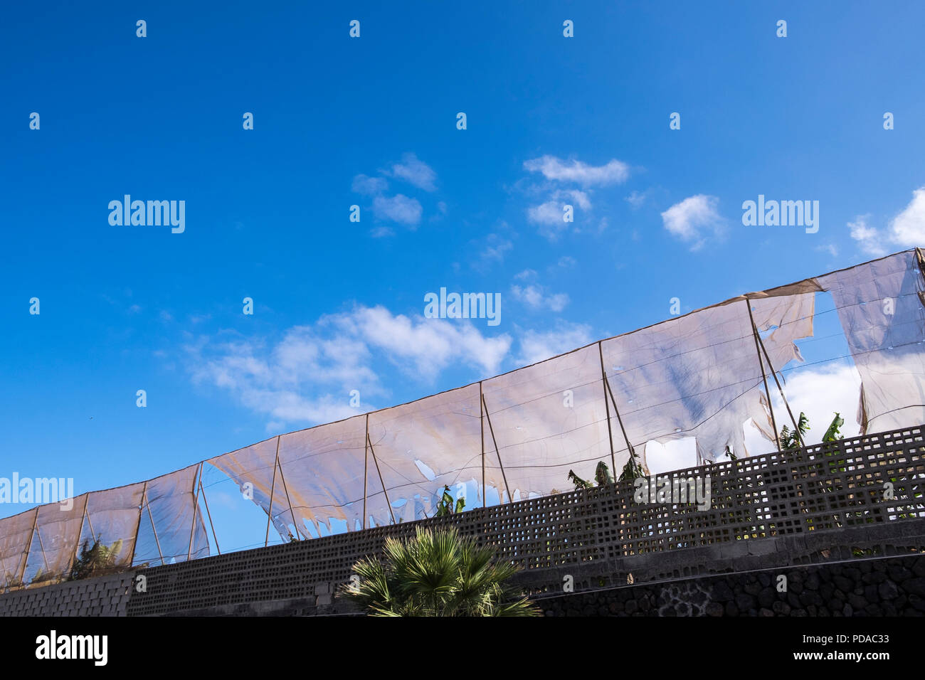 Ripped net fencing blowing in the wind around a banana plantation in ...