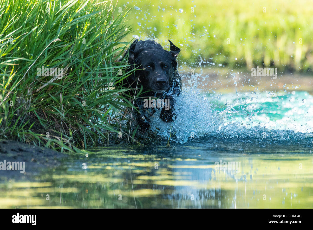 A Black Labrador Retriever training for hunting season on a summer day ...