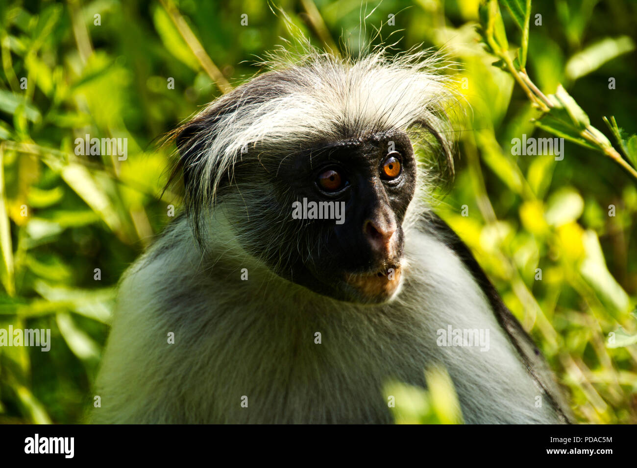 The endangered Zanzibar Red Colobus, is one of 4 species of Red Colobus ...