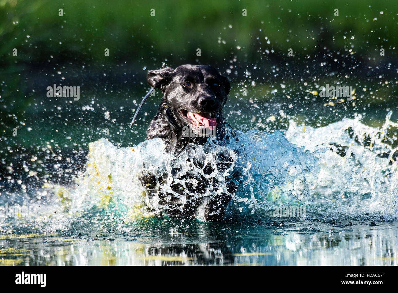 A Black Labrador Retriever training for hunting season on a summer day ...