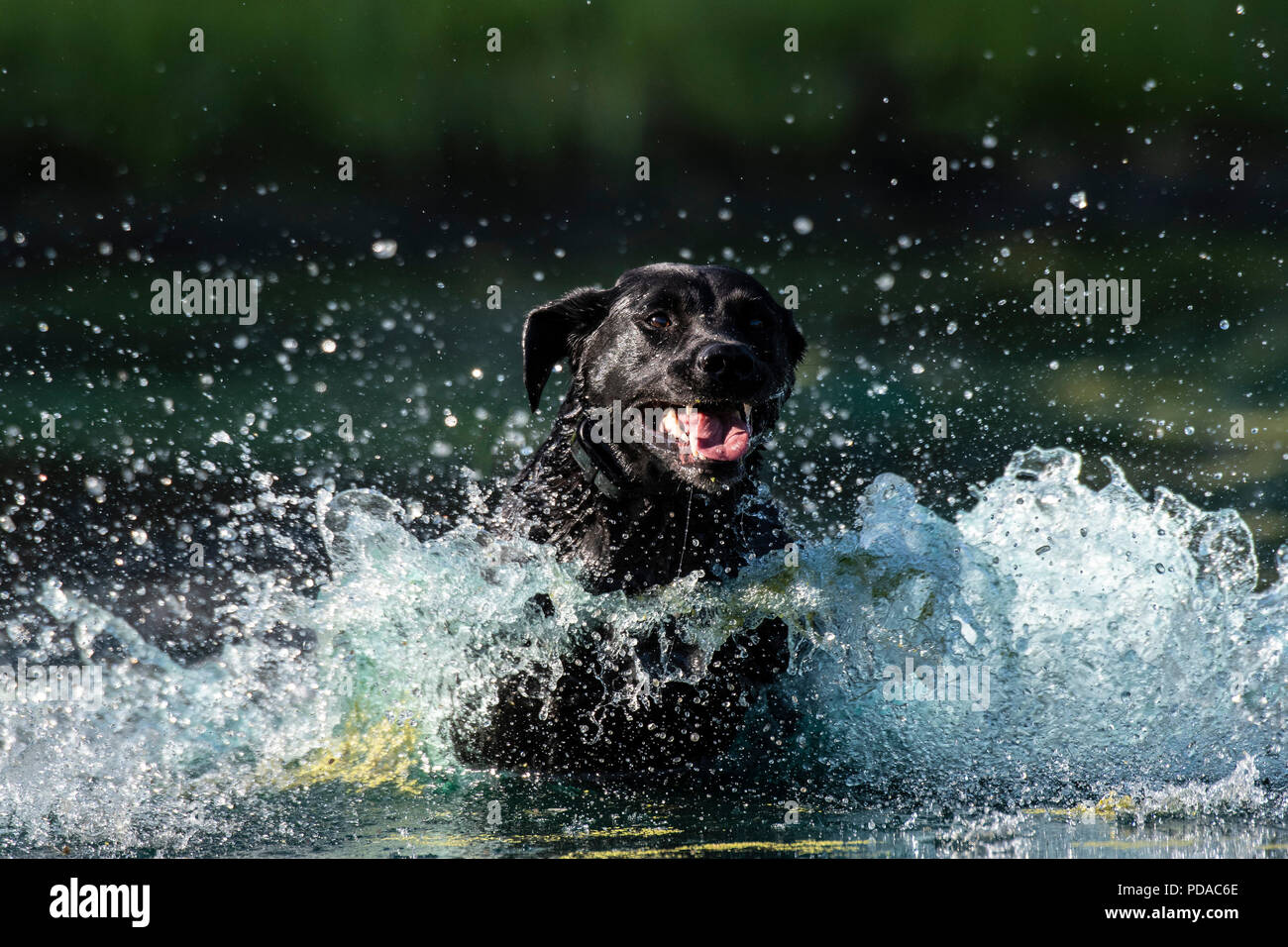 A Black Labrador Retriever training for hunting season on a summer day ...