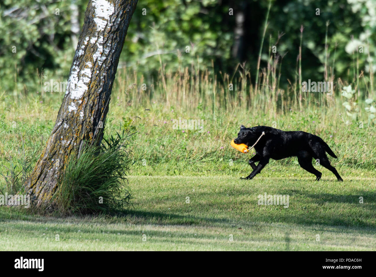 A Black Labrador Retriever training for hunting season on a summer day ...