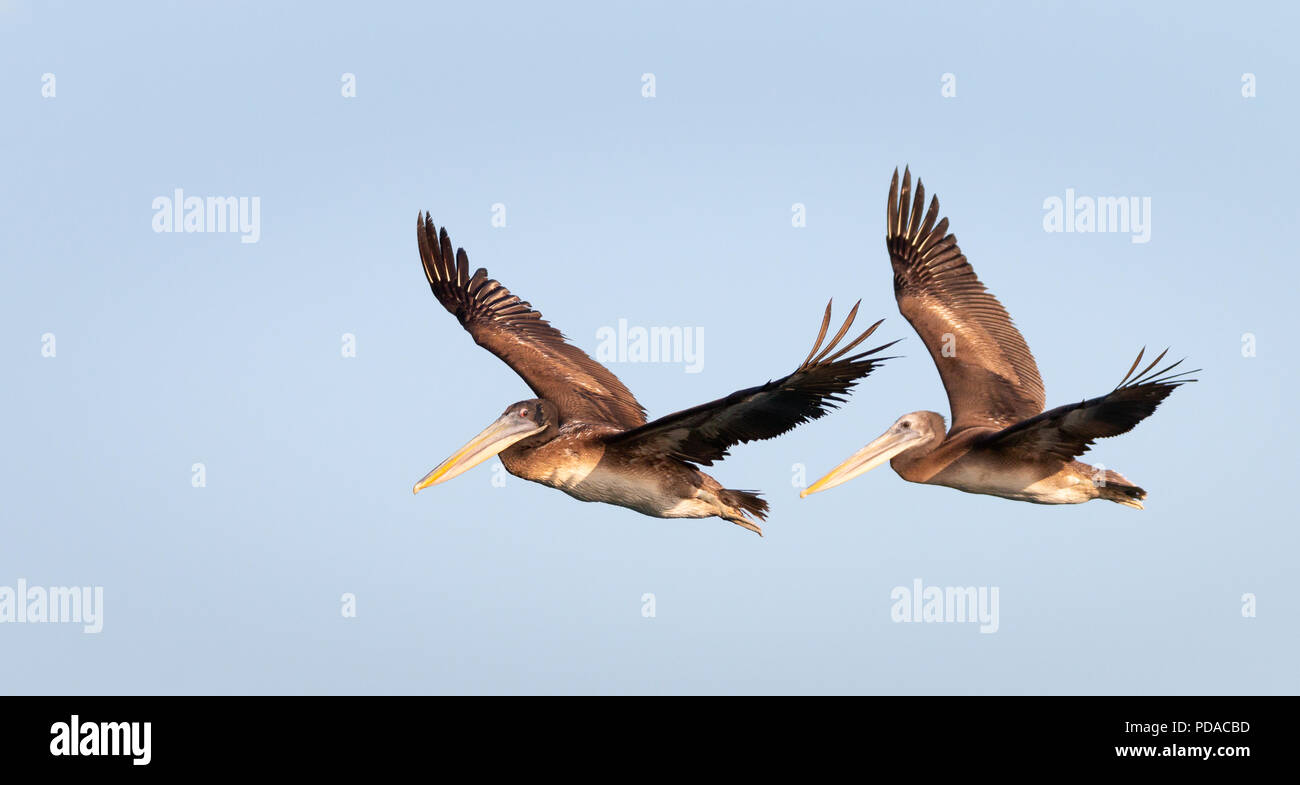 Brown pelicans flying in formation hi-res stock photography and images ...