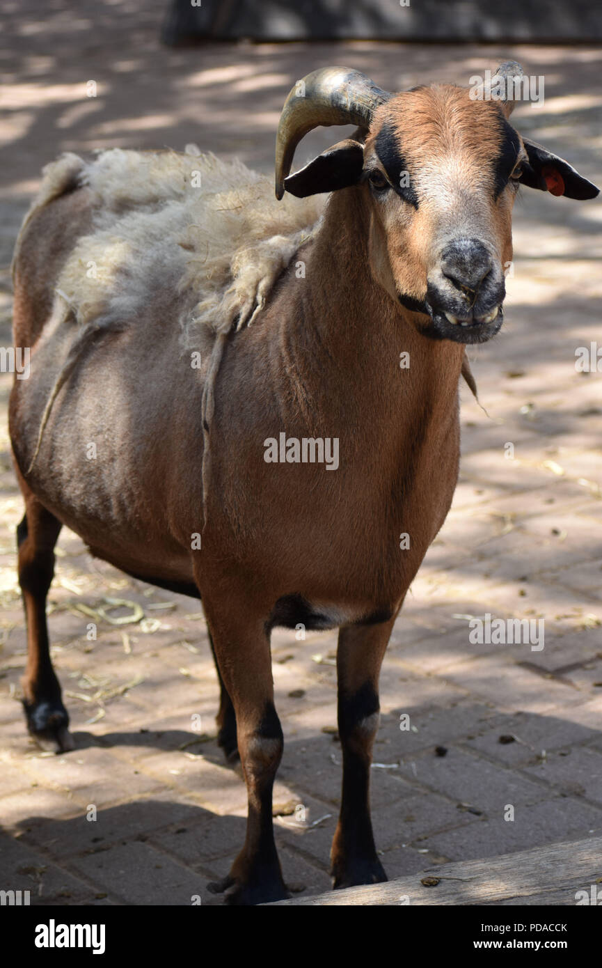 Brown Sheep with Horns Stock Photo - Alamy