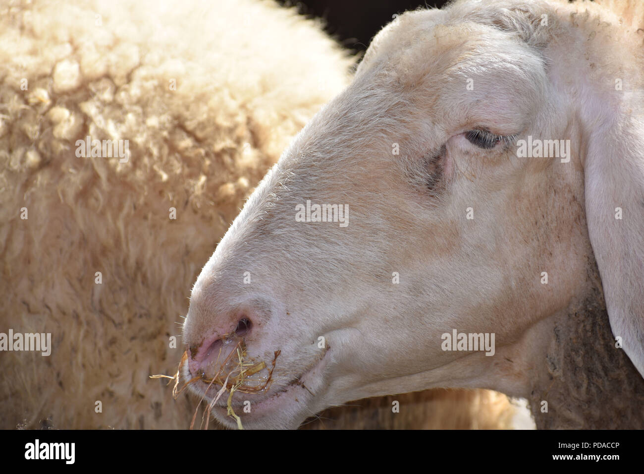 Eating sheep's head hi-res stock photography and images - Alamy