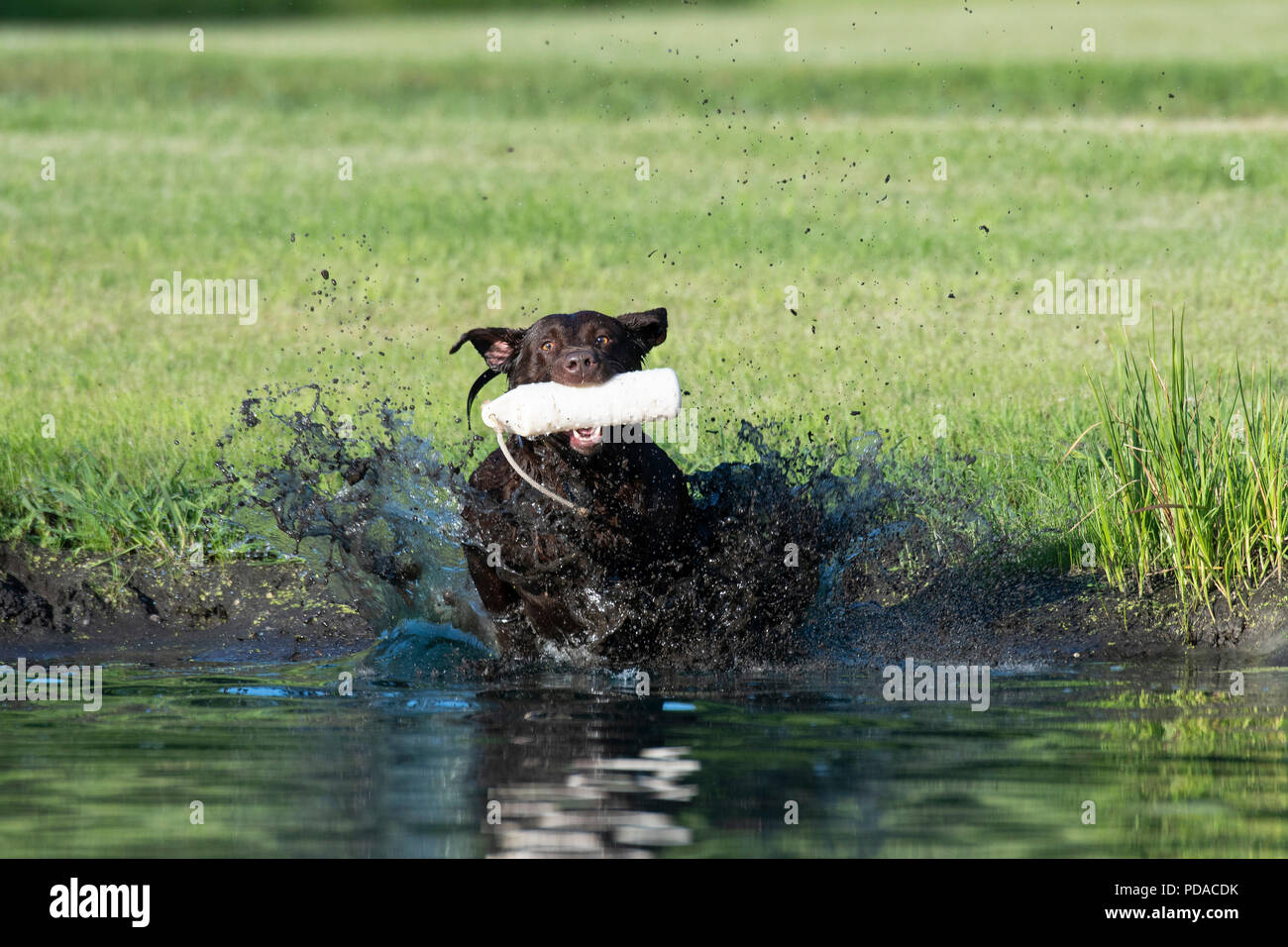 A Chocolate Labrador Retreiver training for hunting season on a late ...