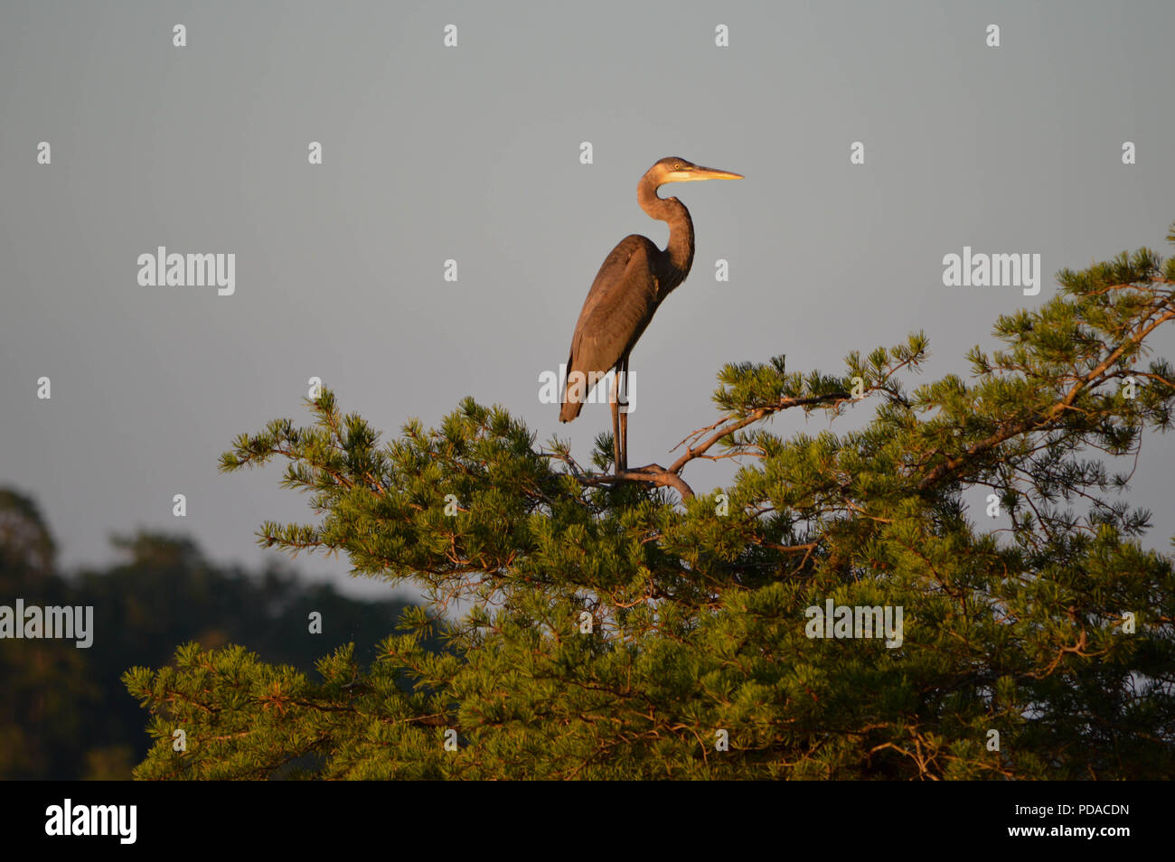 Stunning Side View Of Great Blue Heron Standing On Tree Top Stock Photo ...