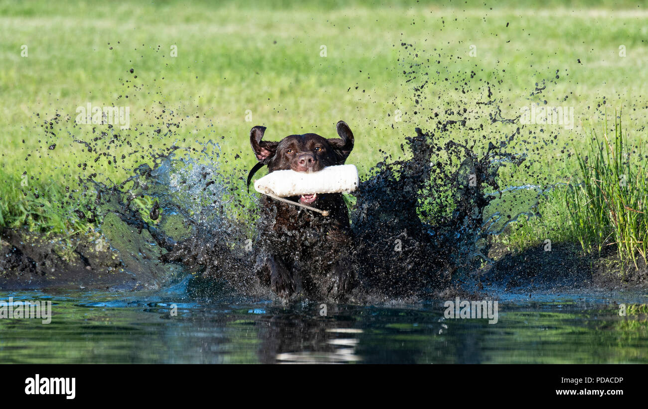A Chocolate Labrador Retreiver training for hunting season on a late ...