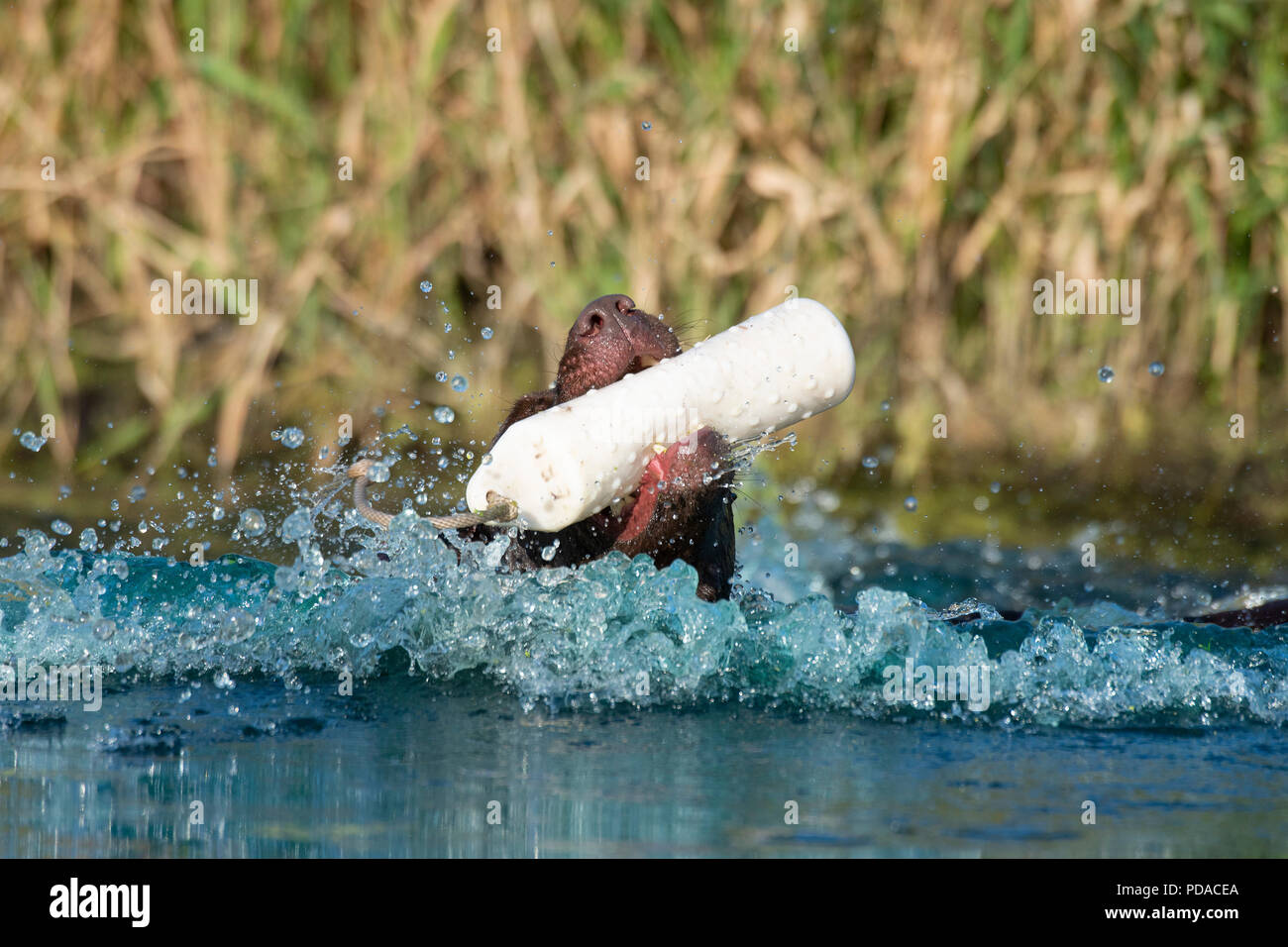 A Chocolate Labrador Retreiver training for hunting season on a late ...