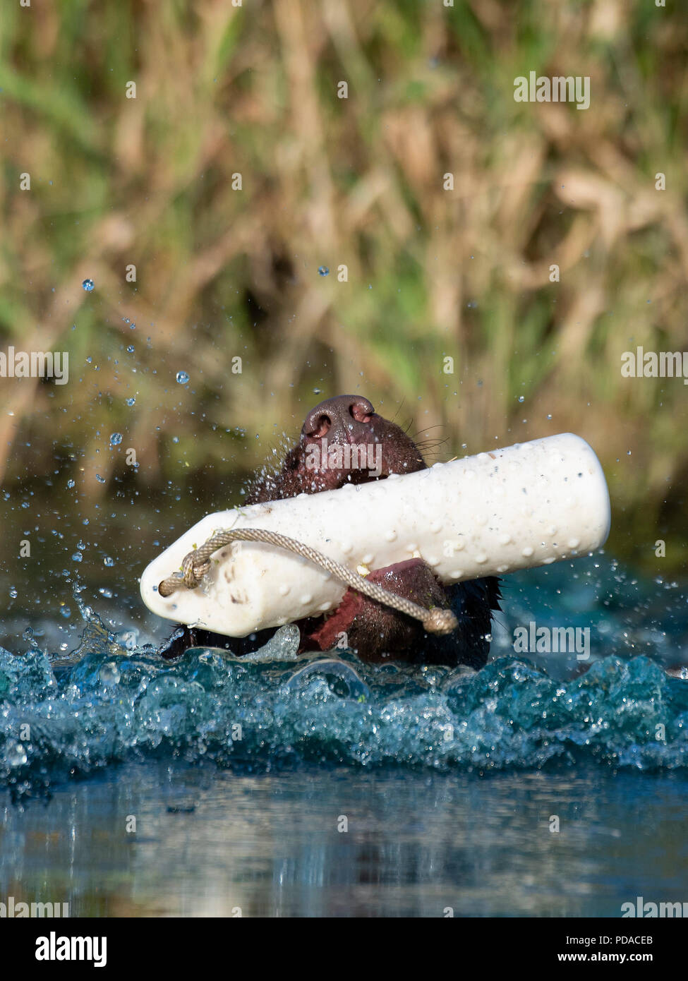 A Chocolate Labrador Retreiver training for hunting season on a late ...