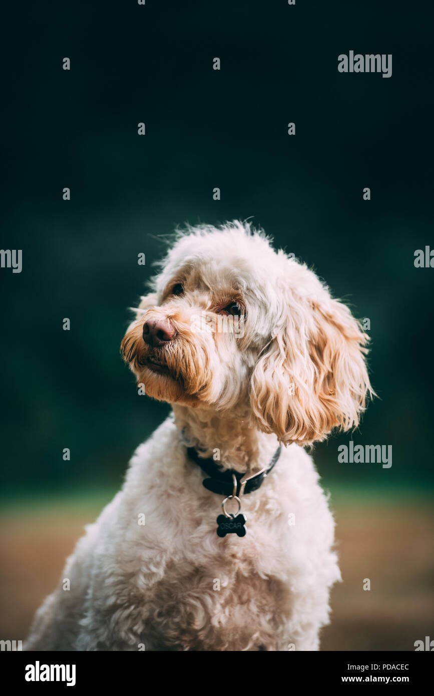 Cockapoo Dog Jumping High Resolution Stock Photography and Images - Alamy