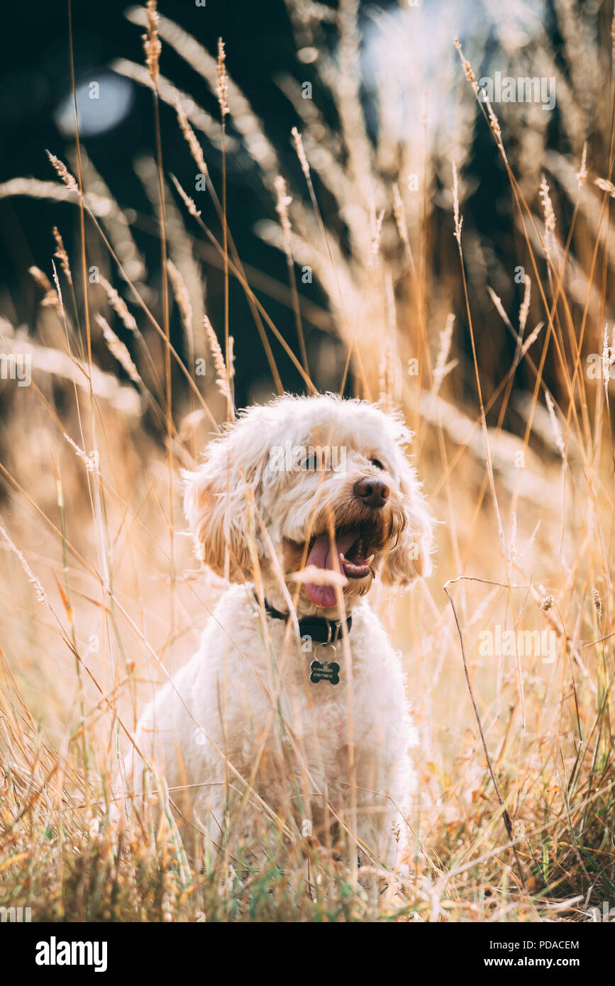 Oscar the Cockapoo Stock Photo - Alamy